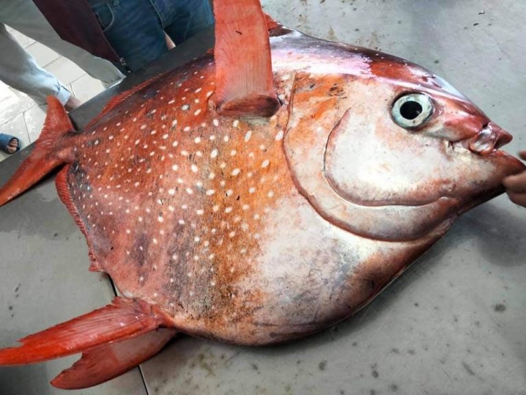 lampris royal - TunSea